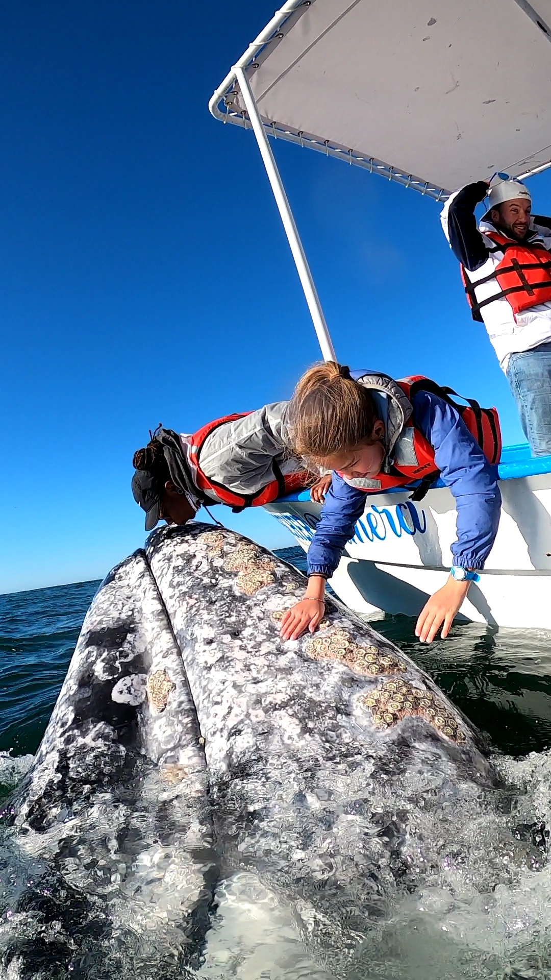 Falconry Excursion (Hawk Walk) – Bucket List Brandy